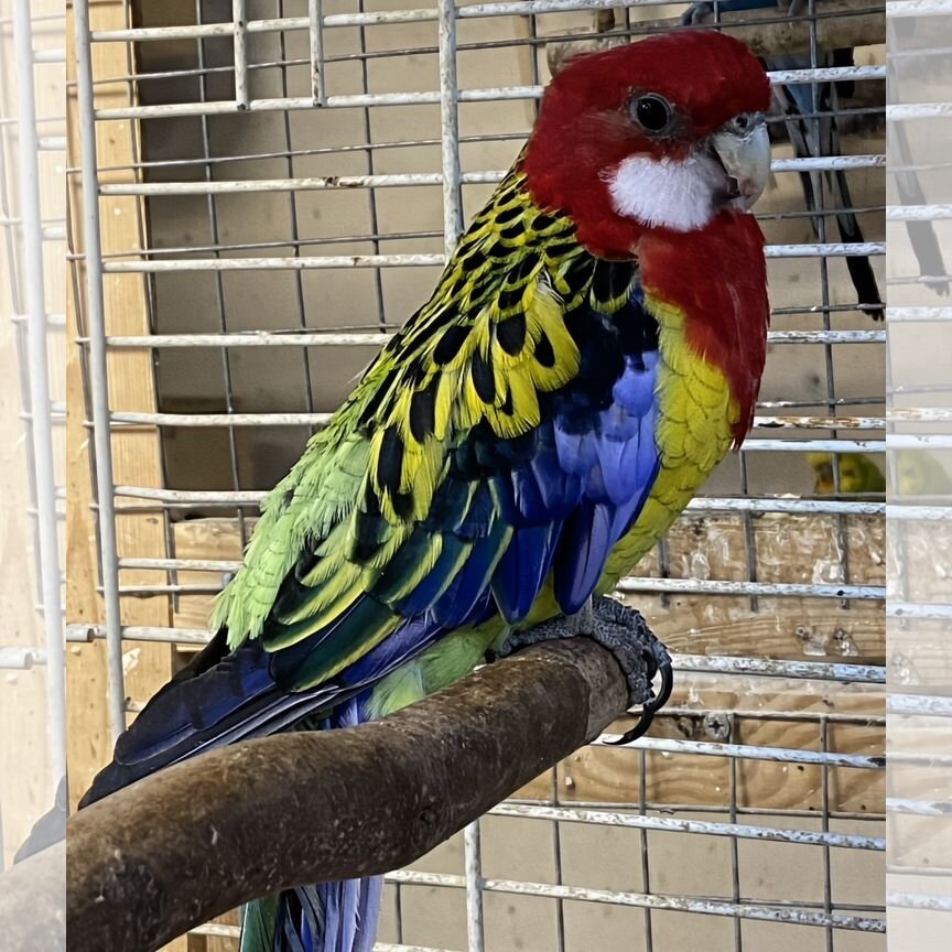 Попугай Розелла самец