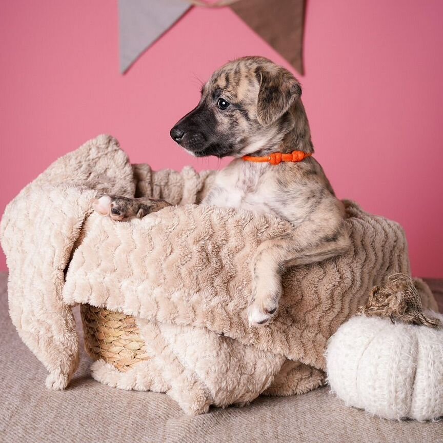 Уиппет, щенок