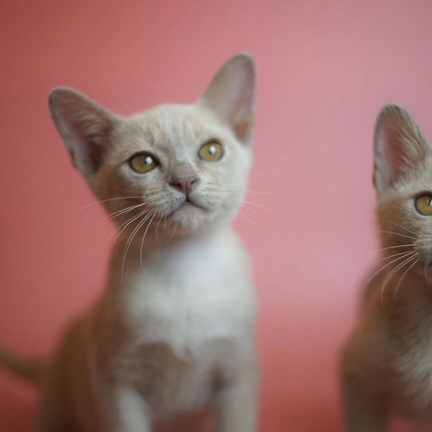 Бурма котята