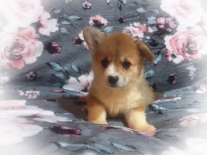 Вельш-корги пемброк ляльки