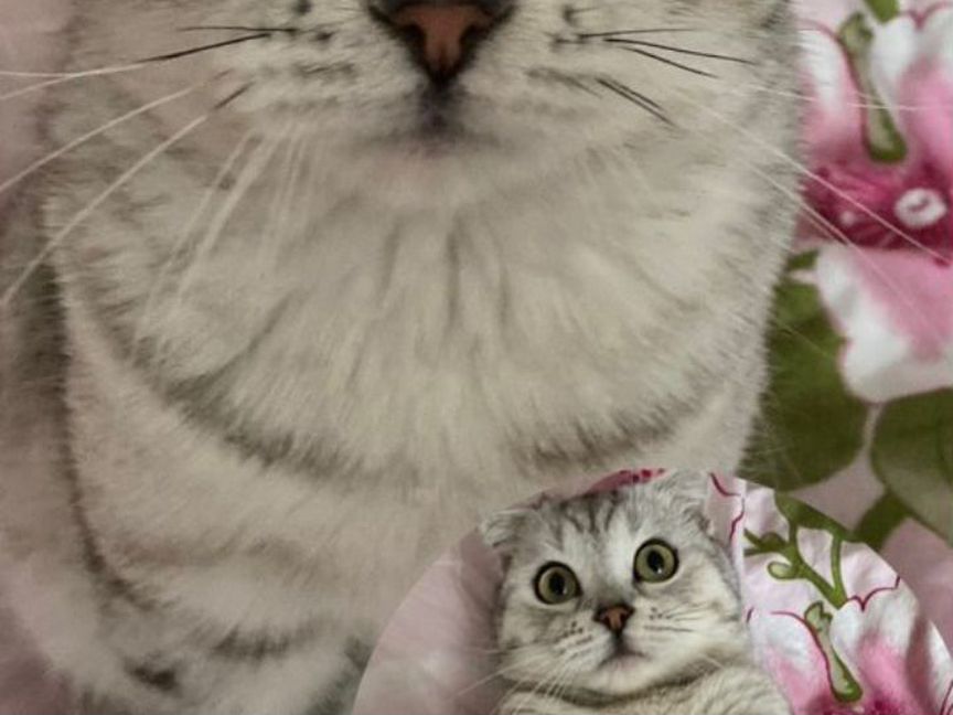 Шотландская вислоухая