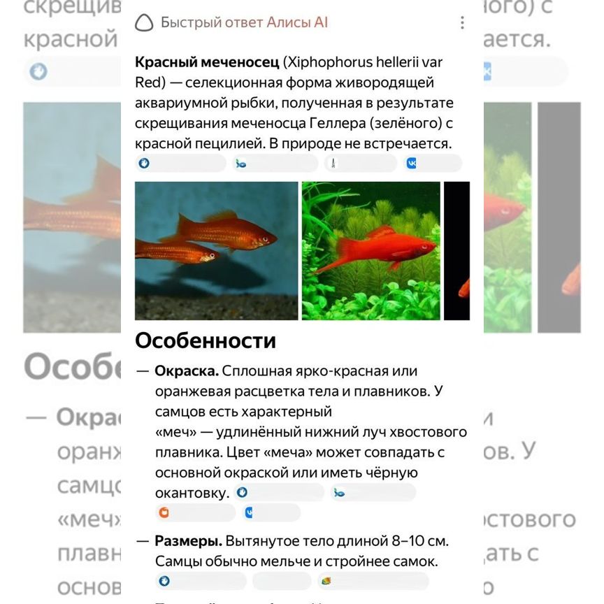 Меченосцы красные