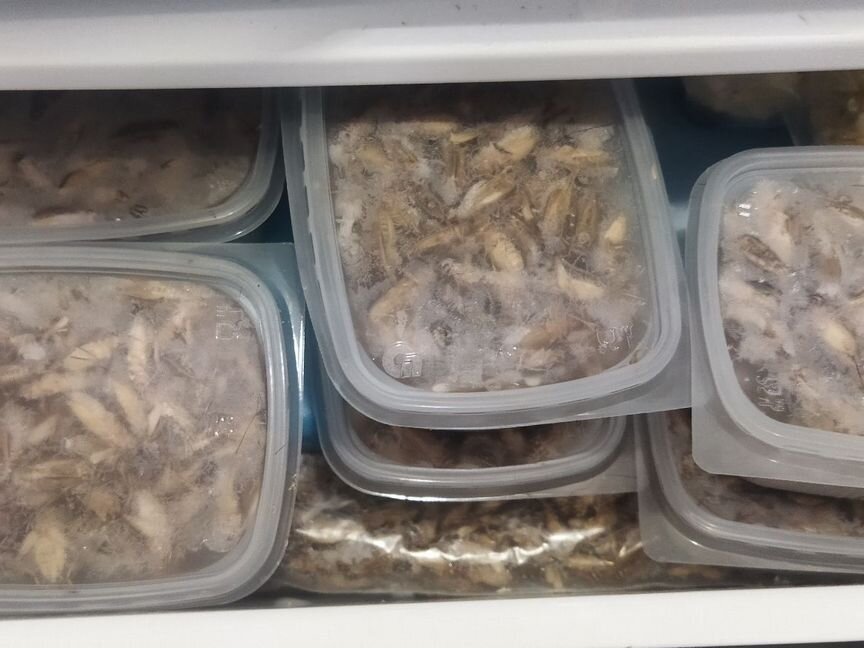 Сверчки заморозка