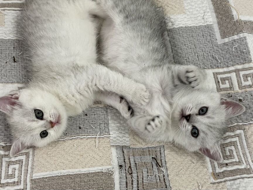 Британские котята