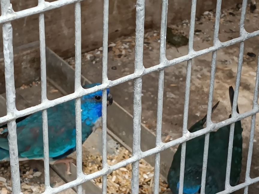 Глянцевые попугаи