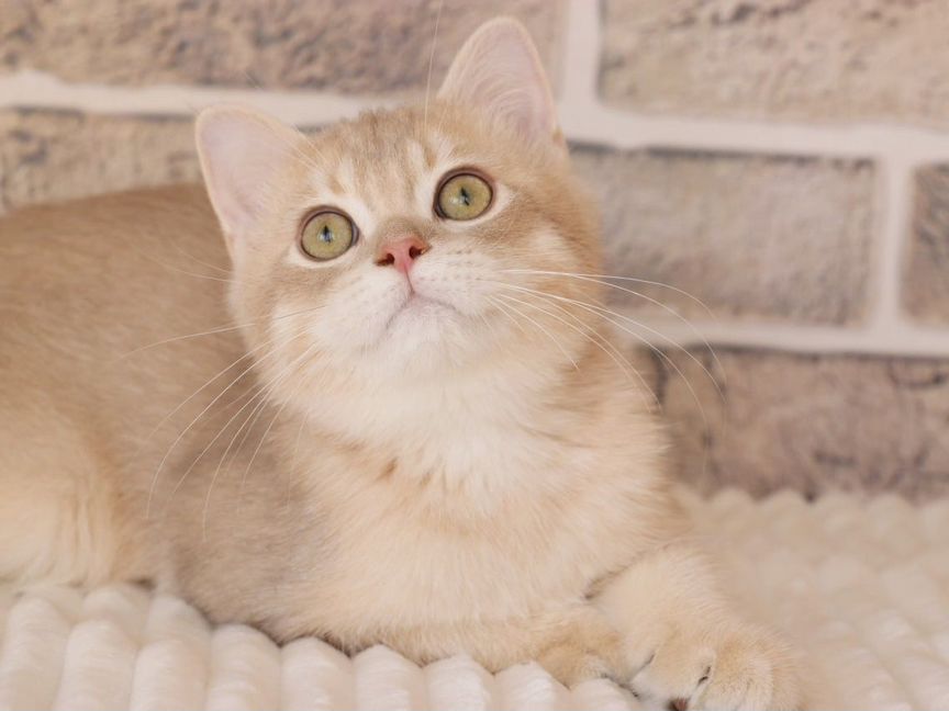 Котик лиловая золотая шиншилла су11