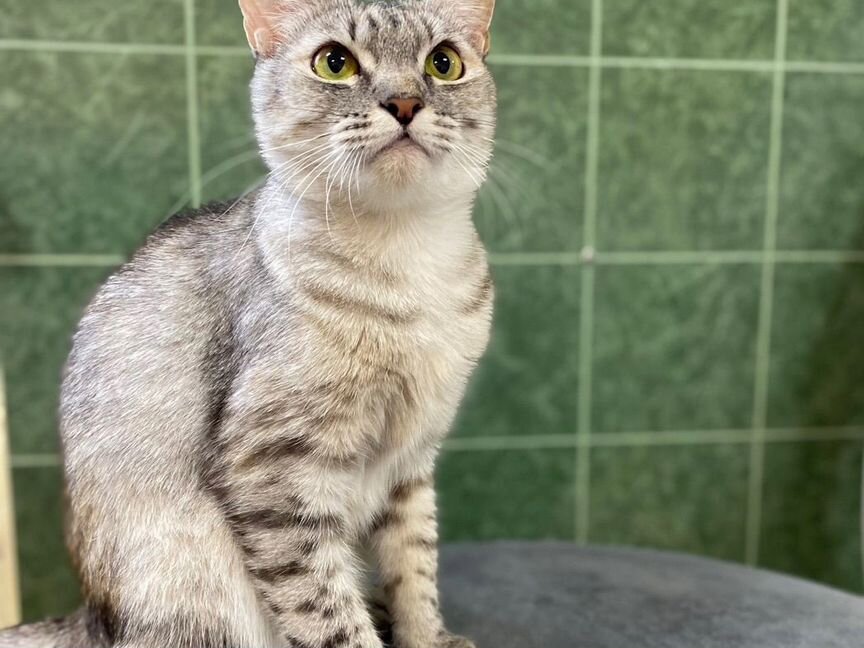 Очень ласковая кошка Петрушка