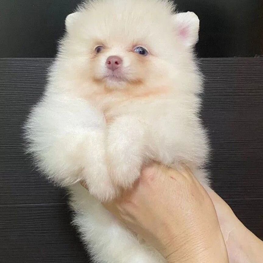 Померанский шпиц медвежьего типа