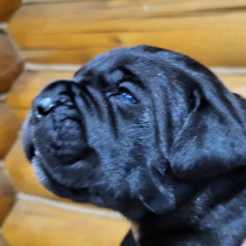 Щенки кане корсо