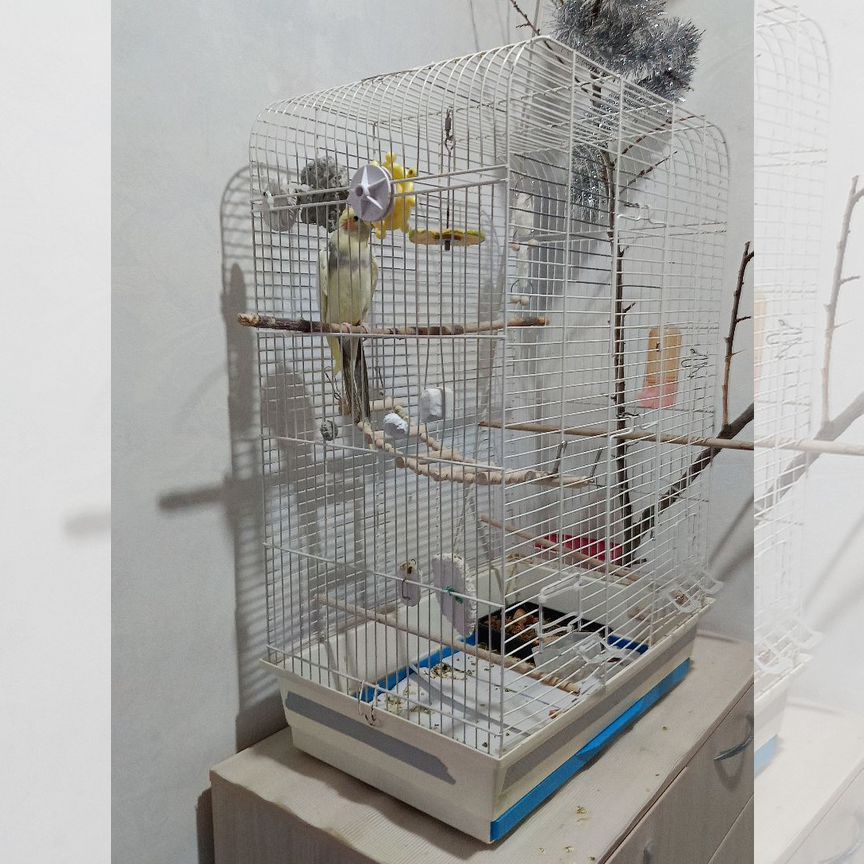 Попугай корелла с клеткой