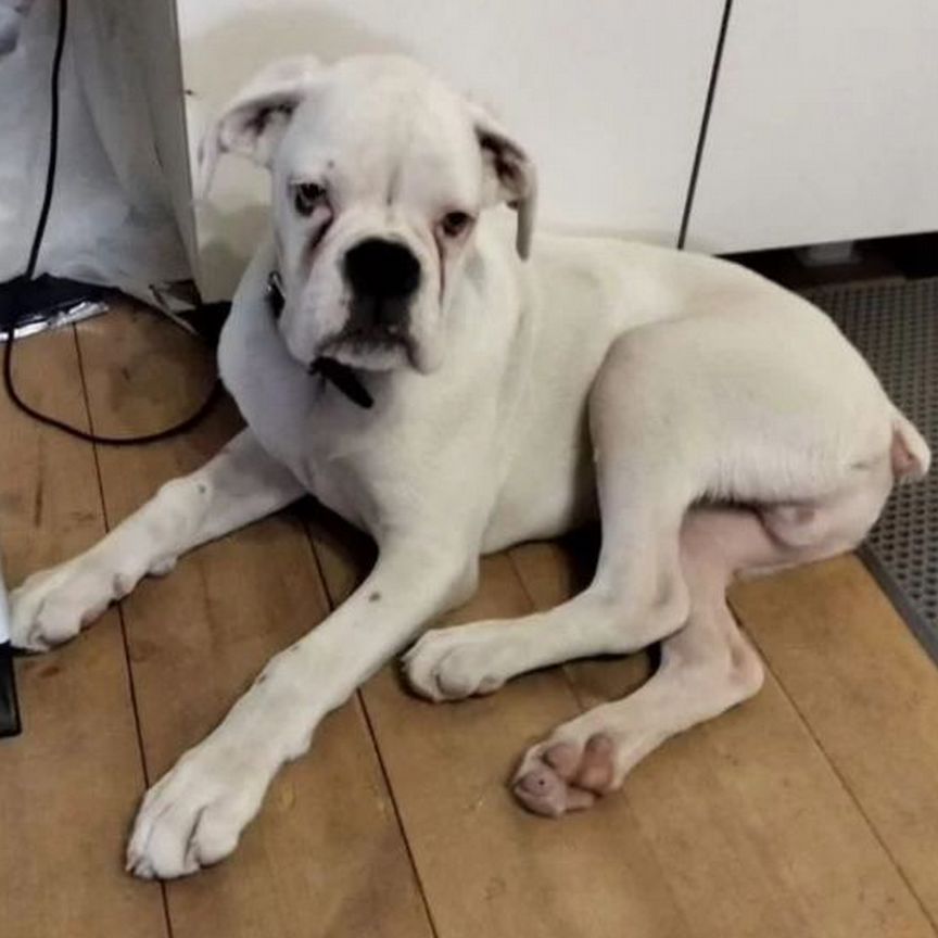 Боксер, щенок