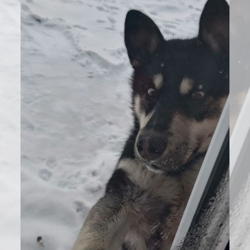 Взрослый пёс в добрые руки