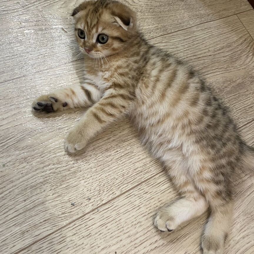 Шотландский вислоухий короткошёрстный котёнок