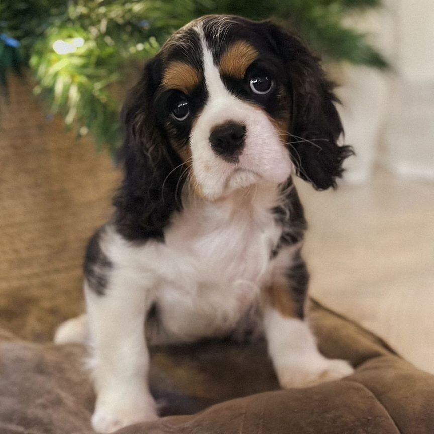 Кавалер кинг-чарльз-спаниель, щенок