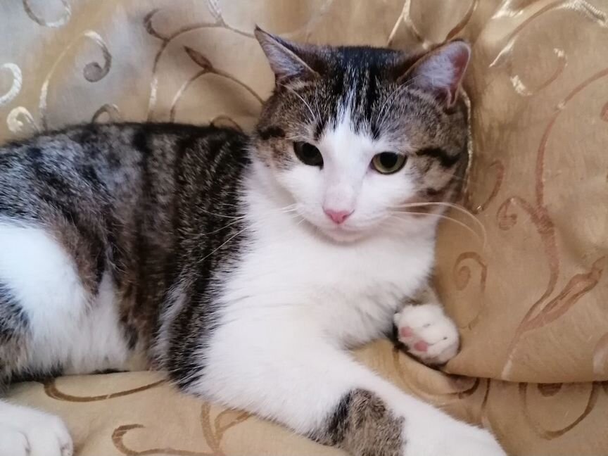 Котик Шустрик в добрые руки