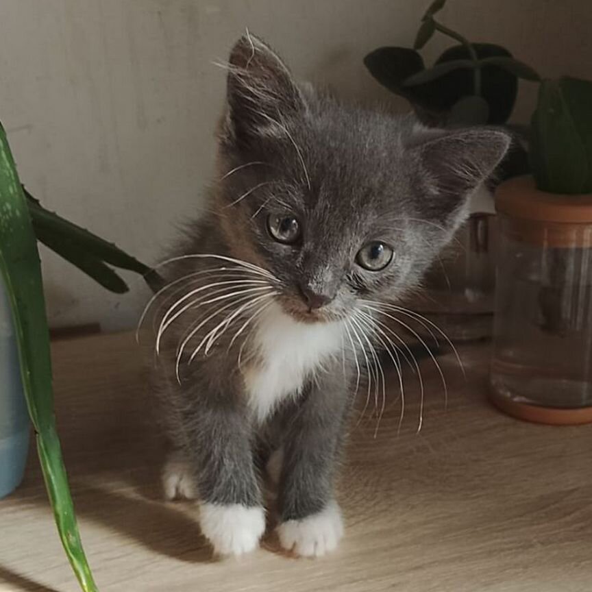 Отдаю котёнка в добрые и любящие руки