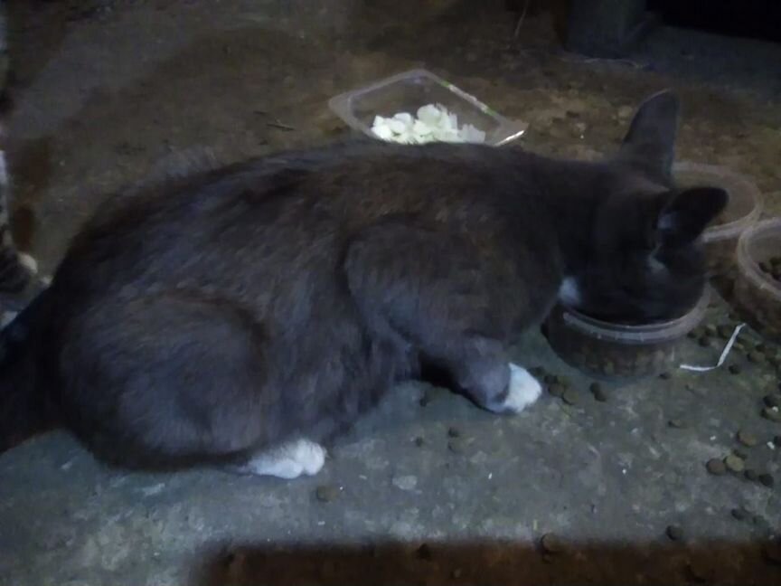 Котята в добрые руки (деревенское разведение)