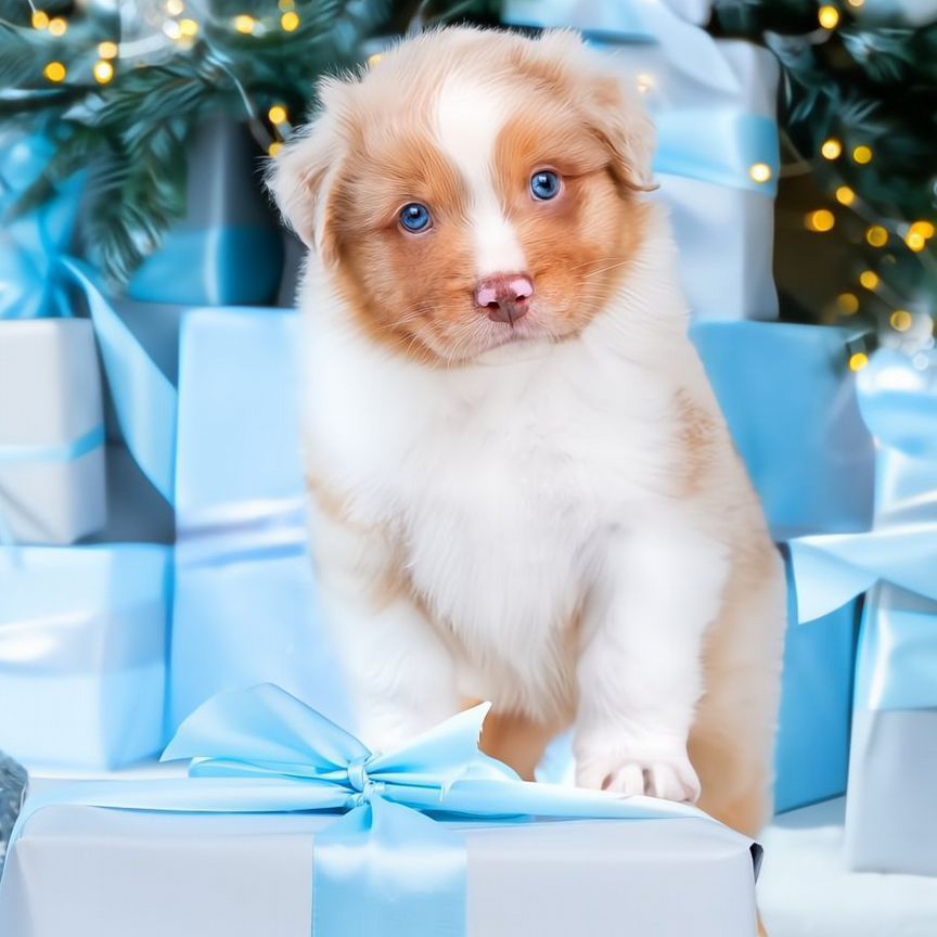 Австралийская овчарка, щенок