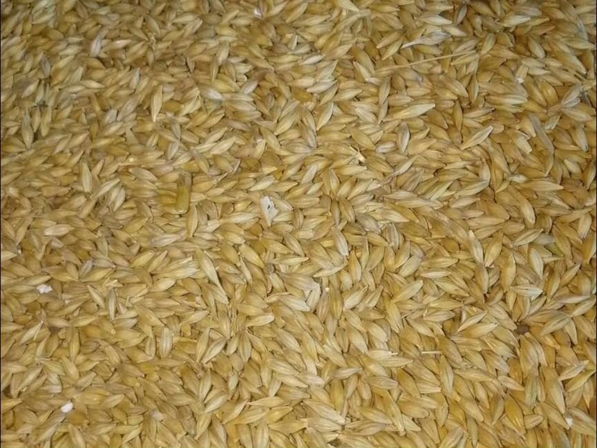 Семечко, Ячмень яровой на корм/посев