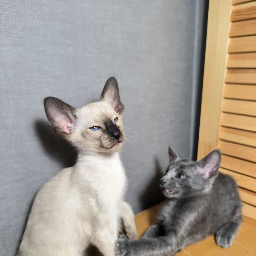 Ориентальные котята