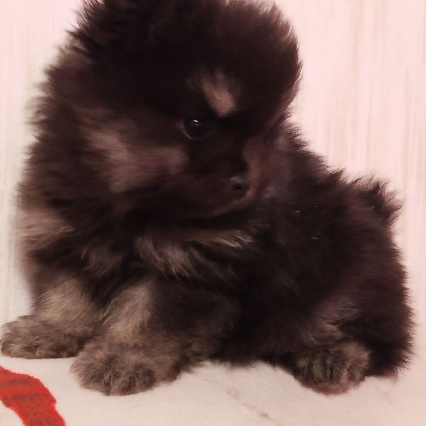 Померанский шпиц, щенок