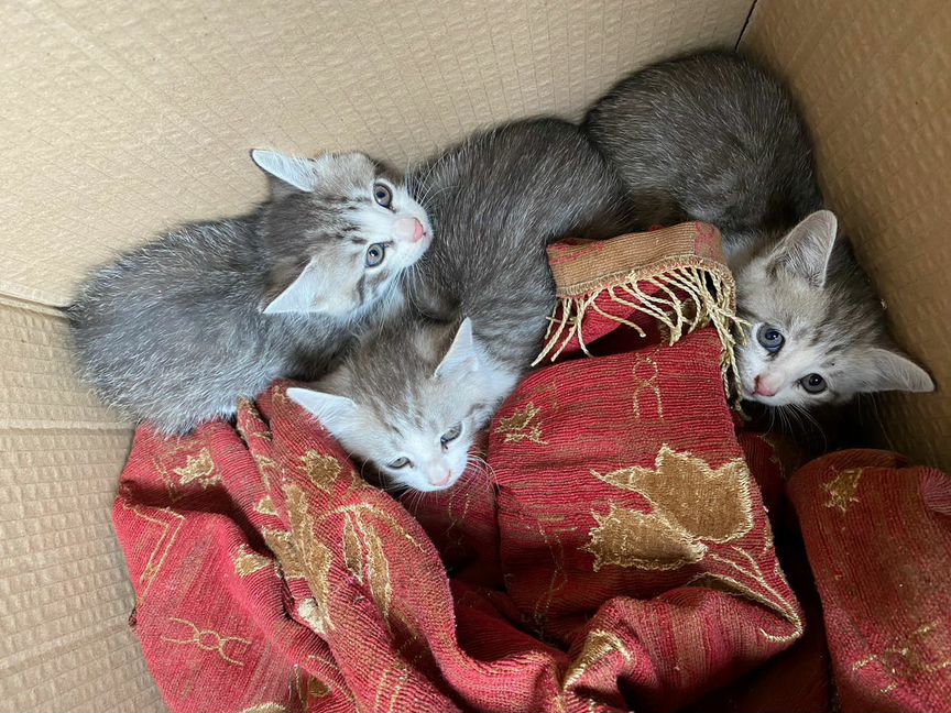 Котята-найденыши в добрые руки бесплатно