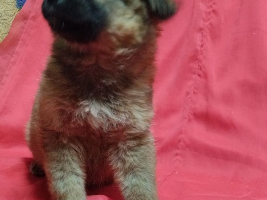 Немецкая овчарка