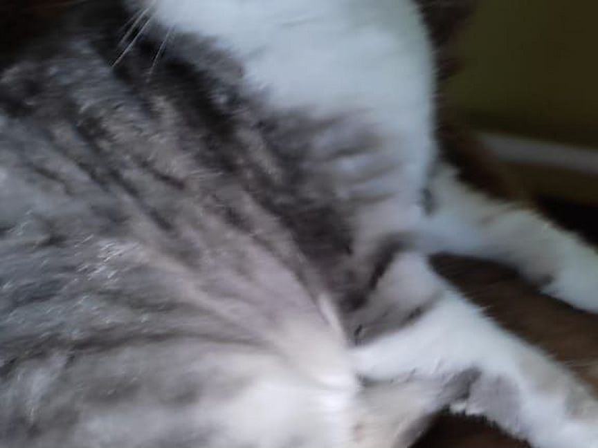 Кошка