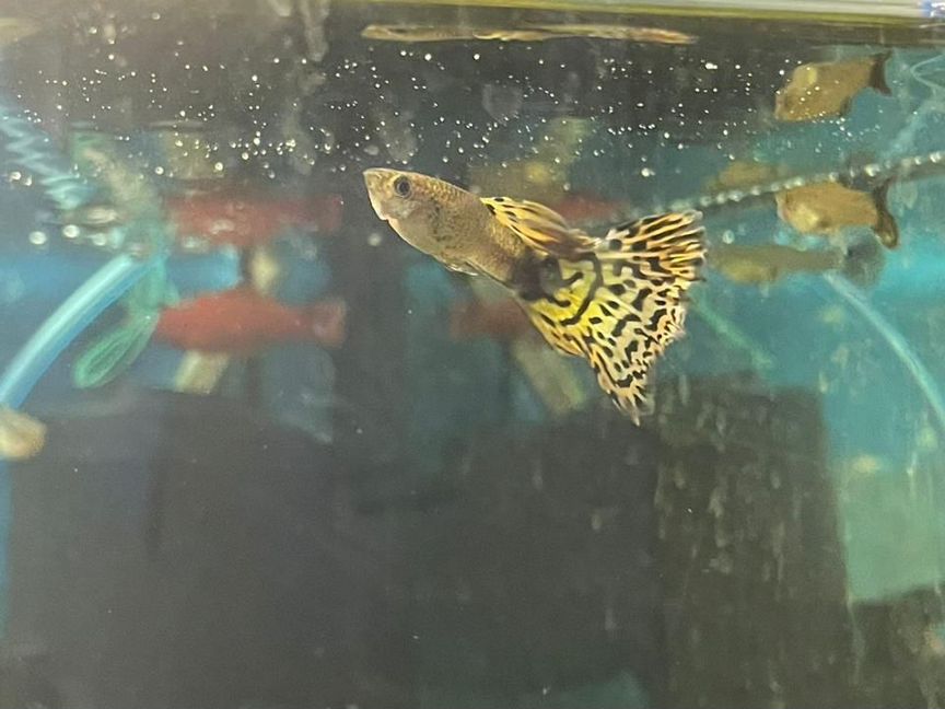 Гуппи гвоздики