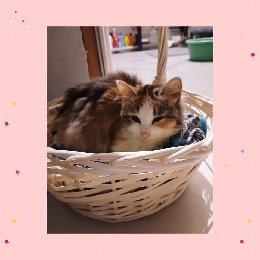 Котенок Матрешка 5 месяцев