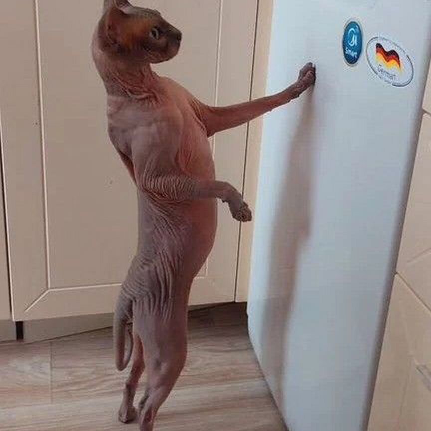 Кот в добрые руки