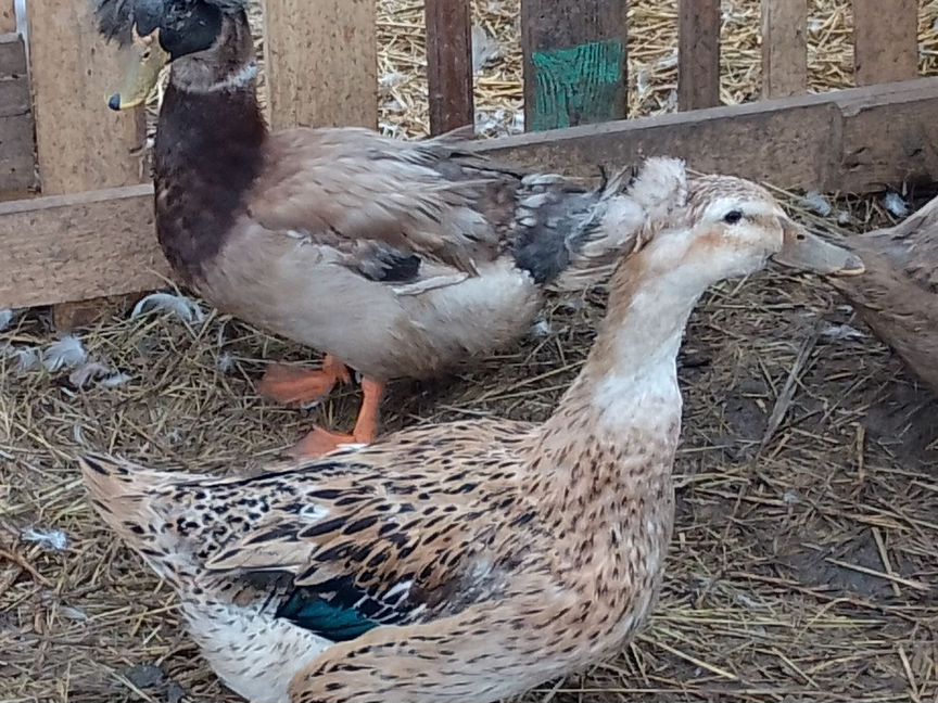 Утки хохлатые