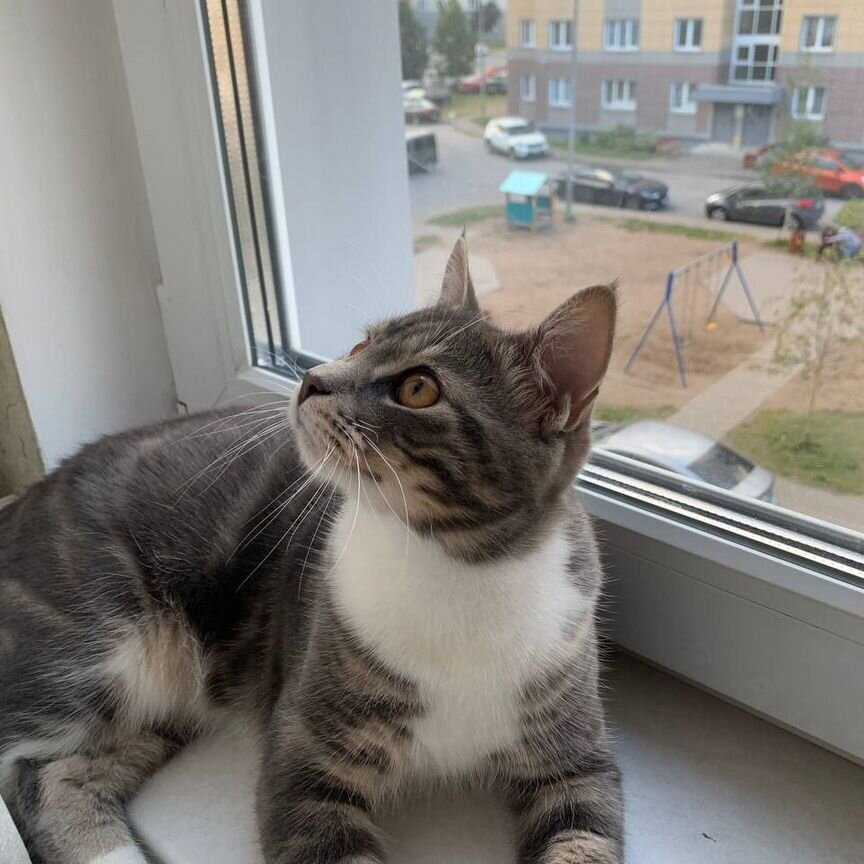 Котёнок в добрые руки