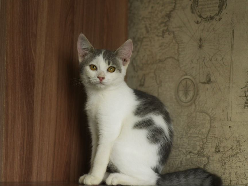 Котенок Тоня в добрые руки