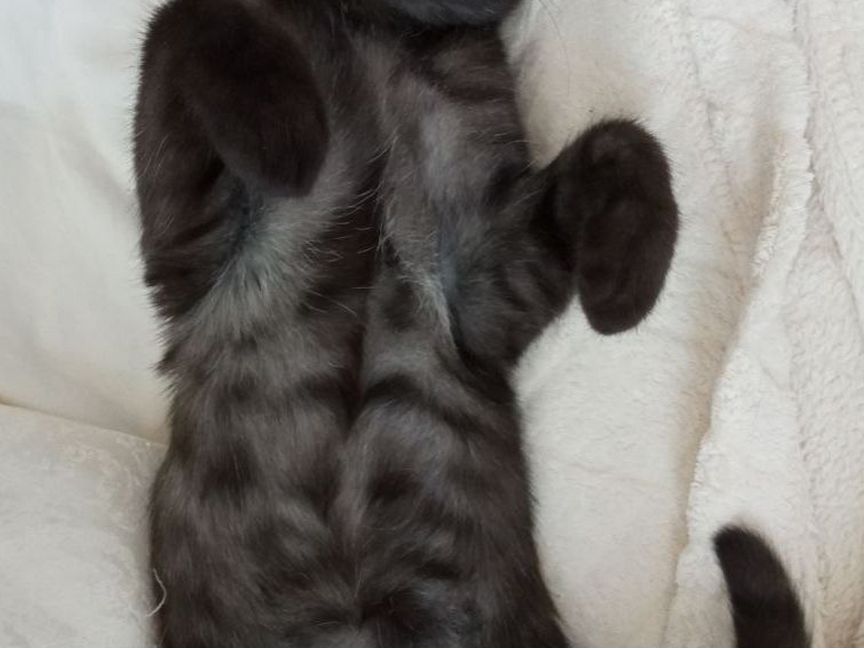 Кошечка, 3 мес