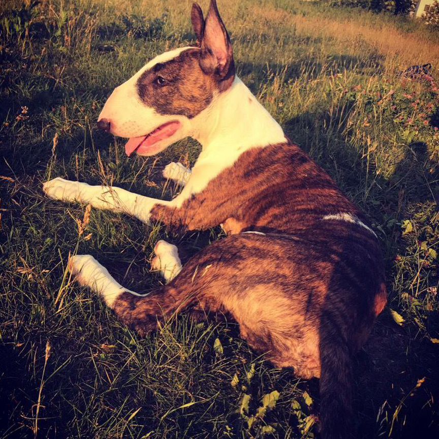 Бультерьер, взрослая собака