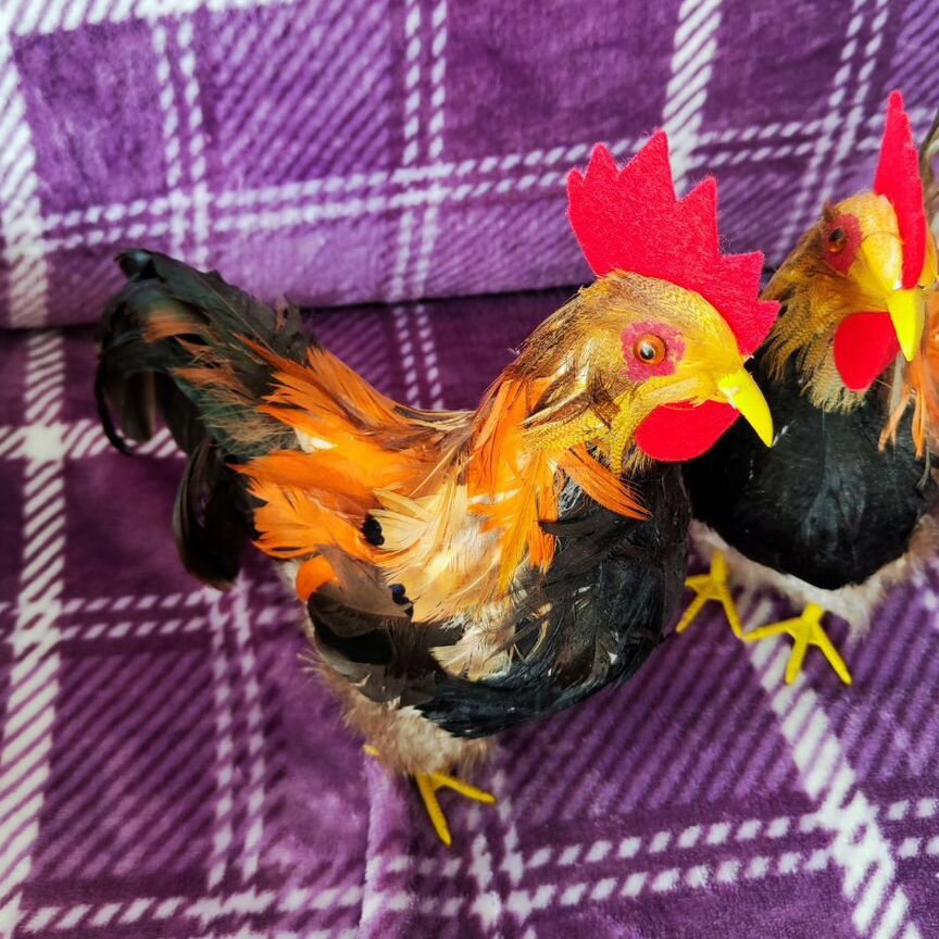 Петушок и курочка