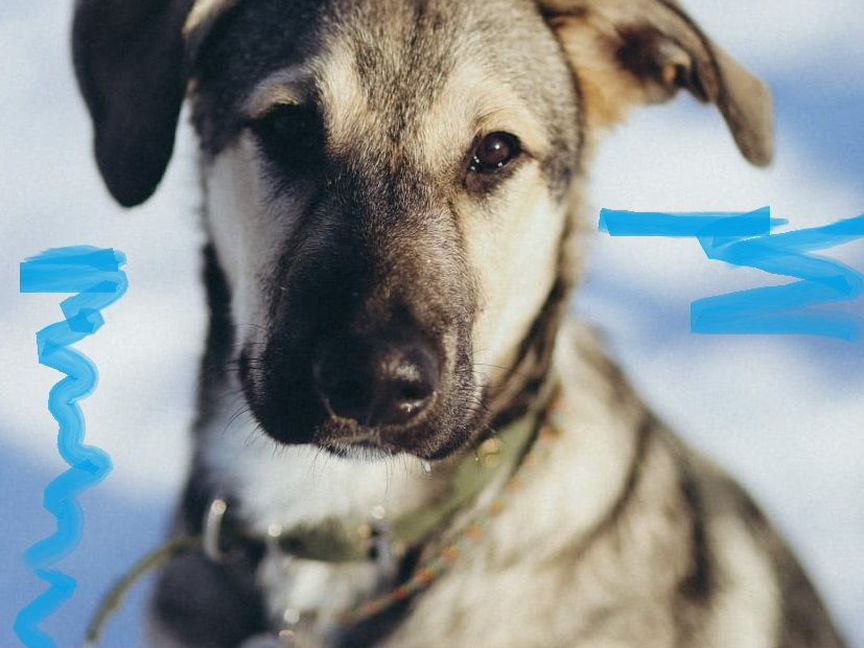 Симпатичный щенок в дар