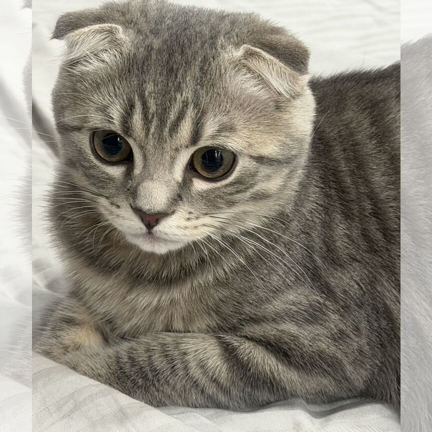 Шотландский вислоухий короткошёрстный котёнок