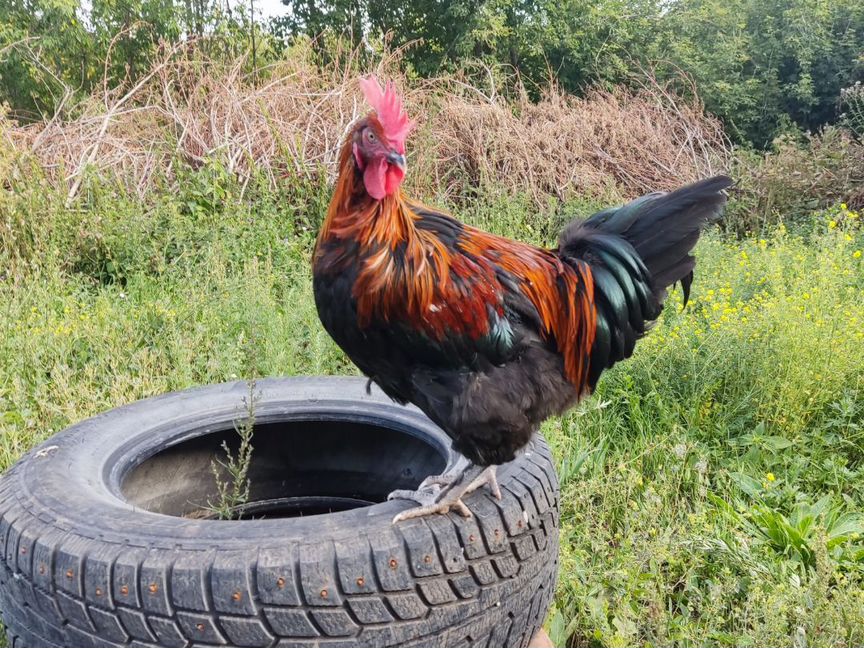 Семья кур Маран черно-медный