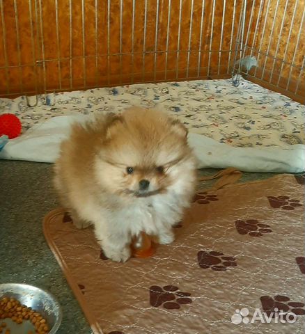 Померанский шпиц мини