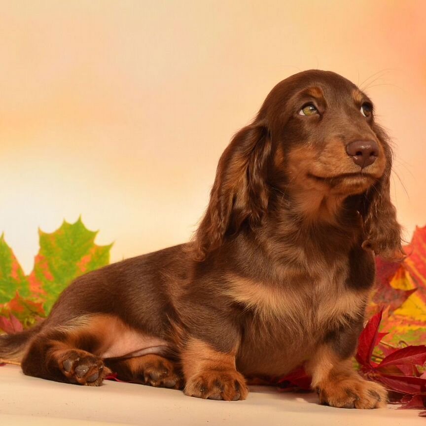 Кофейный малыш