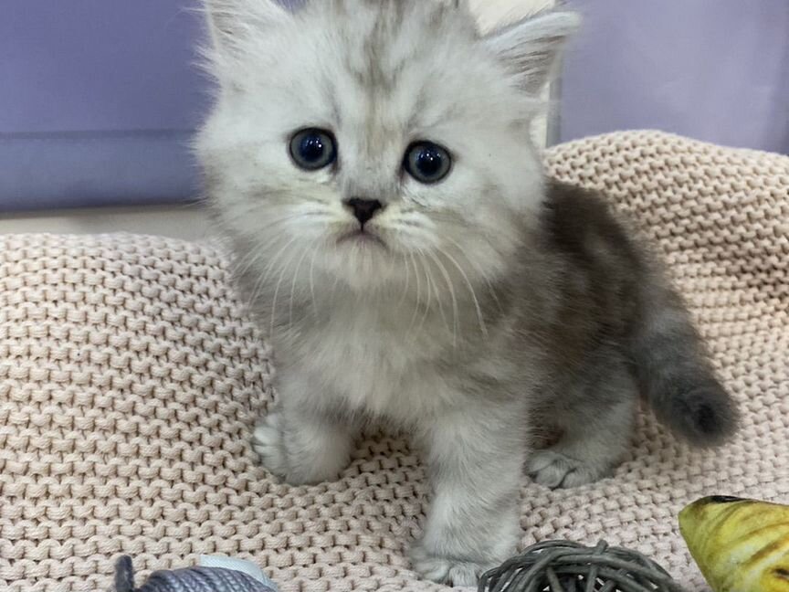 Котята шотландцы