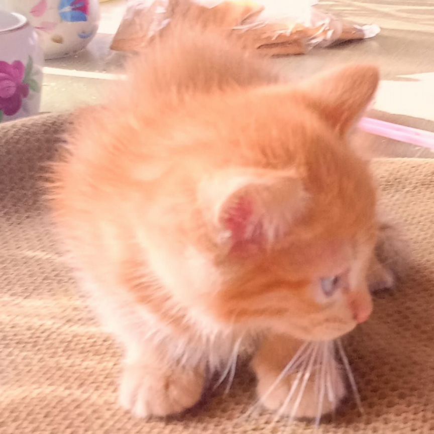 Отдам котят в добрые руки (очень милые)