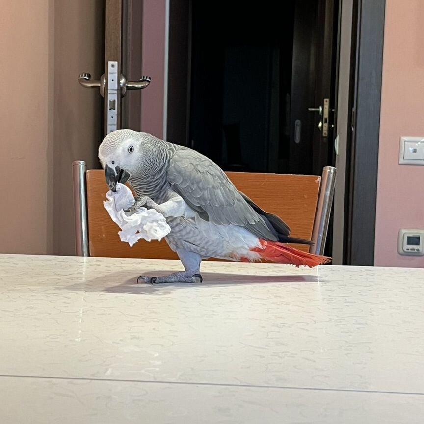 Говорящий попугай