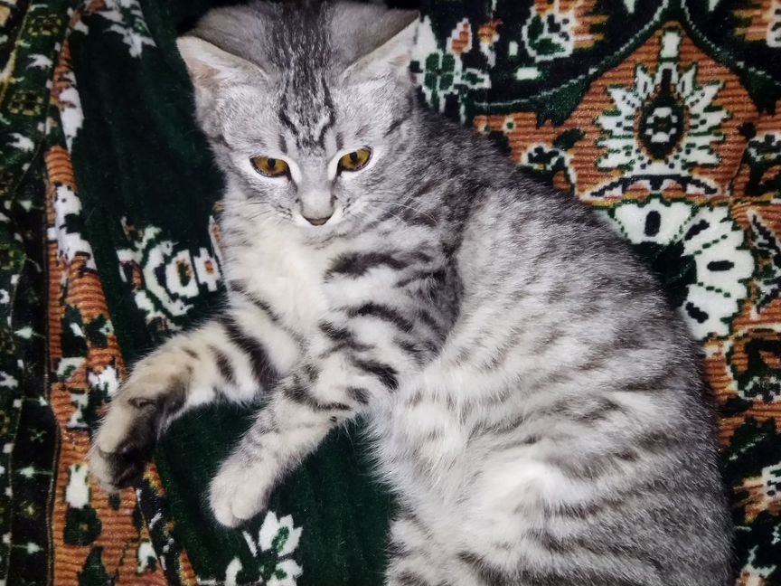 Кошка британская мраморная серая