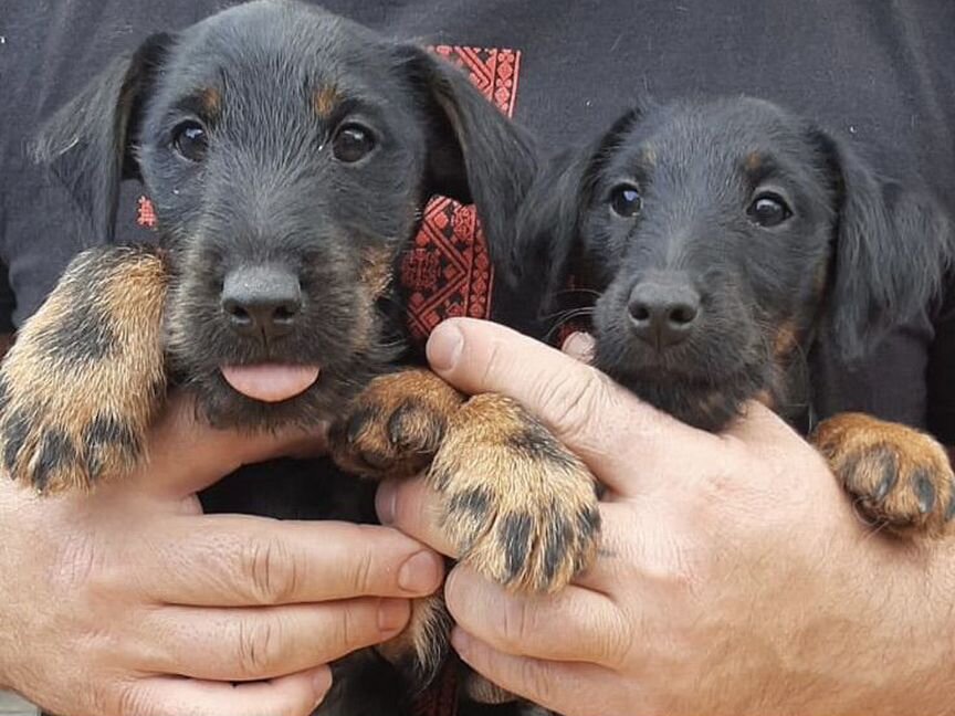 Щенки ягдтерьера