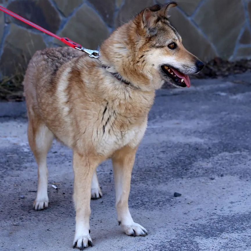 Взрослая собака в добрые руки