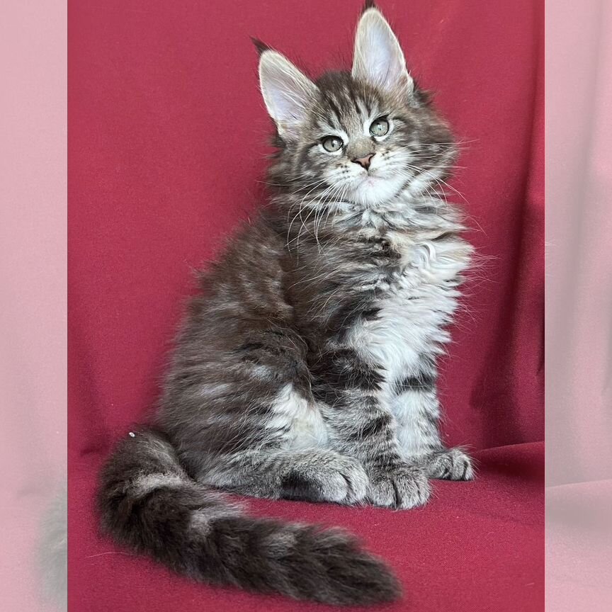 Мейн-кун котёнок