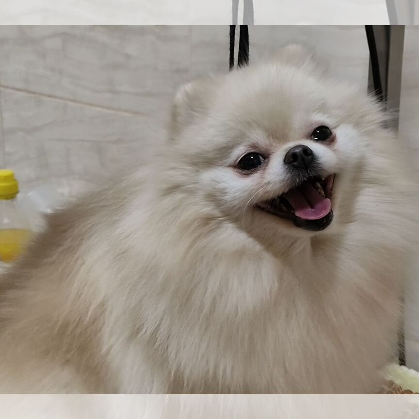 Шпиц девочка